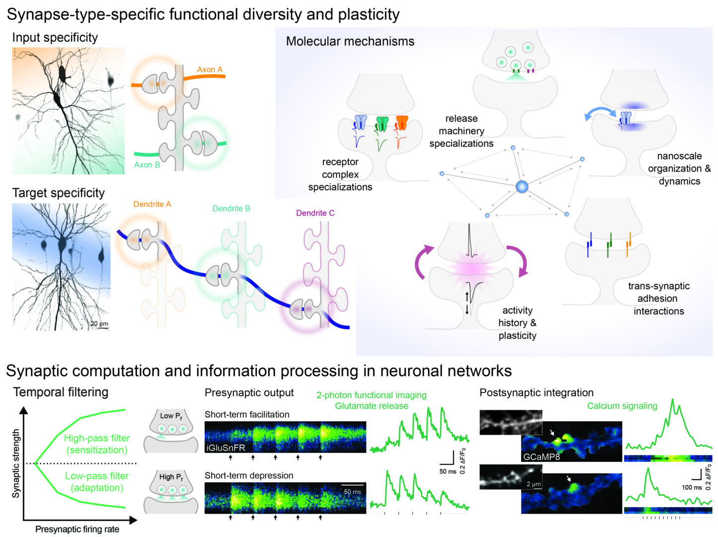 Molecular & functional specificity of synapses - CNCR